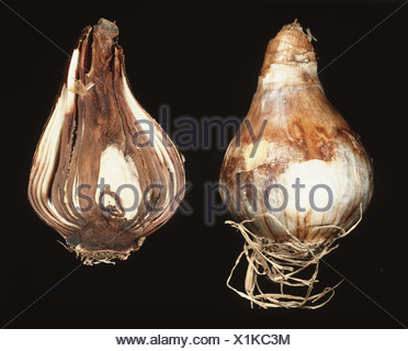 Basal rot Fusarium oxysporum damage to freesia corms Stock Photo - Alamy
