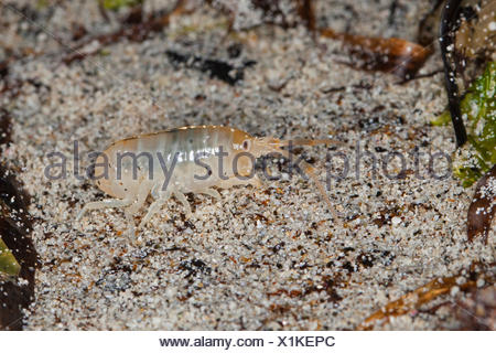 Sand hopper, Sand-hopper, Sandhopper, Greater sandhopper (Talitrus ...