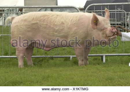 Domestic Pig Middle White boar eighteen-month old Stock Photo - Alamy