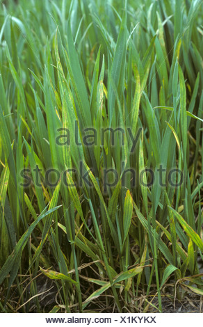 Symptoms of magnesium deficiency in a young wheat crop Stock Photo - Alamy