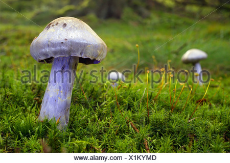 violet webcap (Cortinarius violaceus), in moss, Germany, North Stock ...