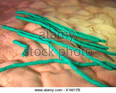 Bacillus cereus bacteria, illustration Stock Photo: 111973097 - Alamy