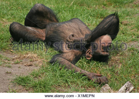 animal monkey skin beastly chimpanzee anthropoid animal wild monkey ...