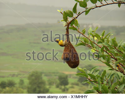 male Baya Weaver bird, (Ploceus philippinus), building pendulum nest, Keoladeo Ghana National ...