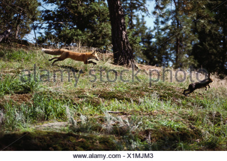 Wild fox chasing rabbit Stock Photo: 57877768 - Alamy