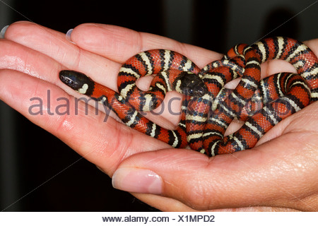 Juvenile eastern milk snake - Lampropeltis triangulum Stock Photo - Alamy