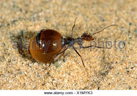 Honey Pot Ant (Myrmecocystus spp )with engorged gasters - Arizona Stock ...