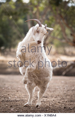 Australian Cashmere Goat standing uproght on its hind legs Stock Photo ...