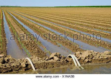 Furrow irrigation of a grain corn field. Siphon tubes transfer water ...