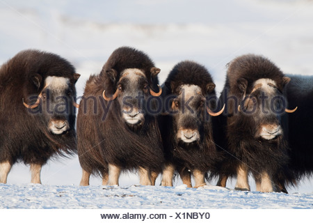 Female Musk-ox on the Seward Peninsula near Nome, Arctic Alaska Stock ...