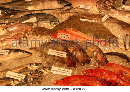 Atlantic horse mackerel, scad, maasbanker (Trachurus trachurus Stock ...