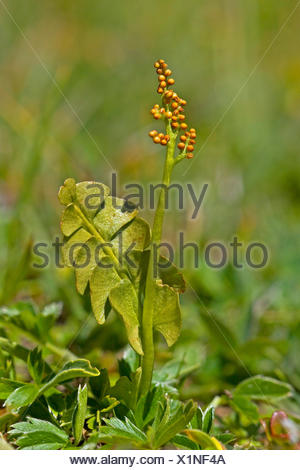 Moonwort (Botrychium lunaria) fronds and spore-bearing spikes Keen of ...