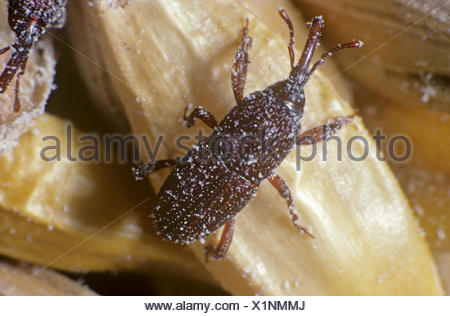 Grain weevil Sitophilus granarius on damaged barley grain Stock Photo ...