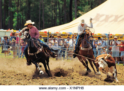Two cowboys roping cow at rodeo. Queensland, Australia Stock Photo ...
