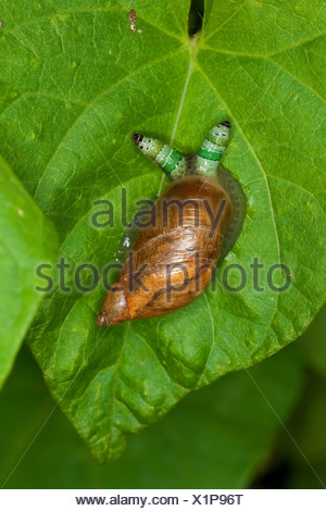 amber snail, ambersnail, green-banded broodsac, Bernsteinschnecke Stock ...