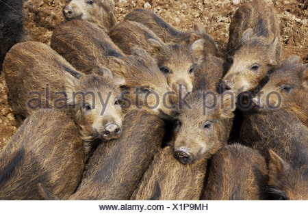 Wild Boar piglets Lancashire. boar boars pig pigs wild omnivore Stock ...