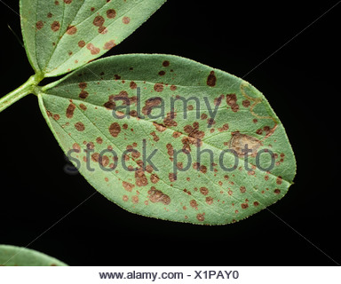 Chocolate spot Botrytis fabae lesions on field broad bean leaf Stock ...