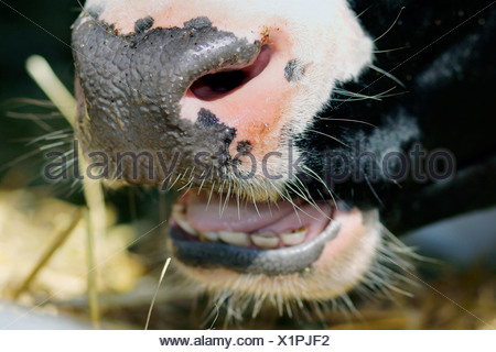 Bos taurus cattle teeth Stock Photo - Alamy