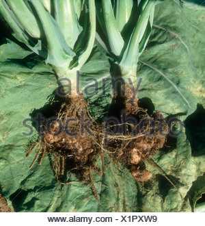 Clubroot Plasmodiophora brassicae on sampled cabbage plants Stock Photo ...