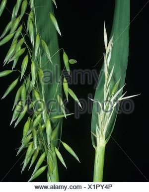 Oat blast aborted oats ear caused by environmental stress or disease ...