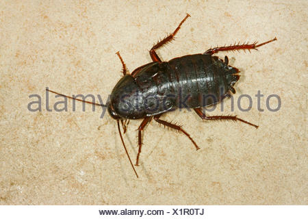 Common Cockroach, Blatta orientalis. Female with ootheca Stock Photo ...