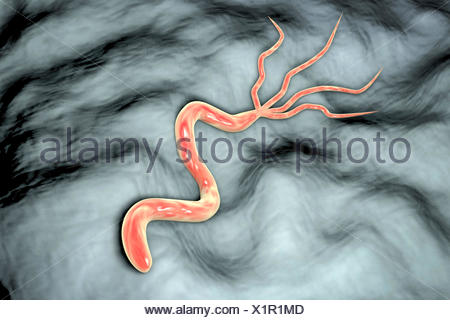 Illustration of Helicobacter pylori bacteria, a gram-negative Stock ...