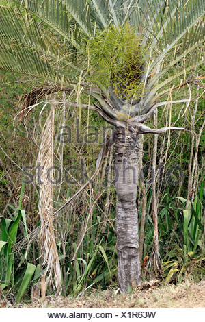 Raffia Palm (Raphia farinifera), (Arecaceae Stock Photo - Alamy