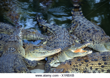 Saltwater crocodiles, Arnhem Land, Northern Territory, Australia Stock Photo: 9098481 - Alamy