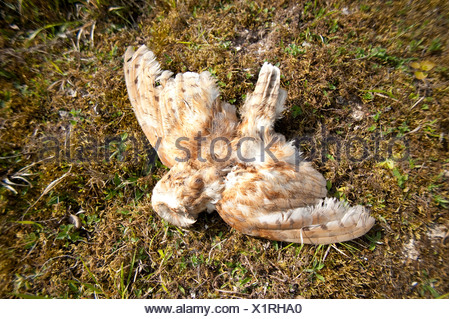 Dead Barn owl (Tyto alba) caught in gin trap, UK Stock Photo - Alamy