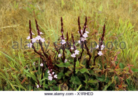 Striga gesnerioides parasitic on the roots of Lepidagathis Cuspidata ...