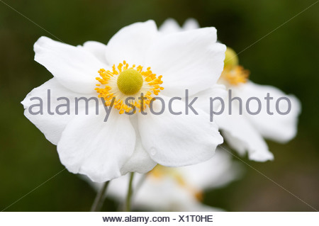 Close up of white windflower, Anemone 'Wild Swan'. Blurred background ...