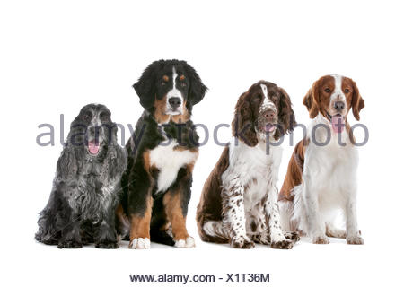 four dogs in a row Stock Photo: 79529886 - Alamy