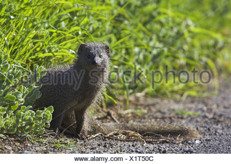 marsh mongoose, water mongoose (Atilax paludinosus), walking Stock ...