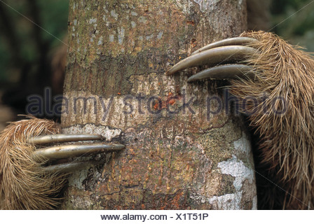 MANED SLOTH claws Bradypus torquatus Bahia, Brazil, South America ...