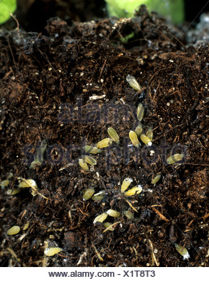 LETTUCE ROOT APHID PEMPHIGUS BURSARIUS APHIDS ON LETTUCE ROOT Stock ...