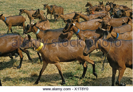 Alpine Chamoisee Goat, a French Breed, Herd of Females Stock Photo - Alamy
