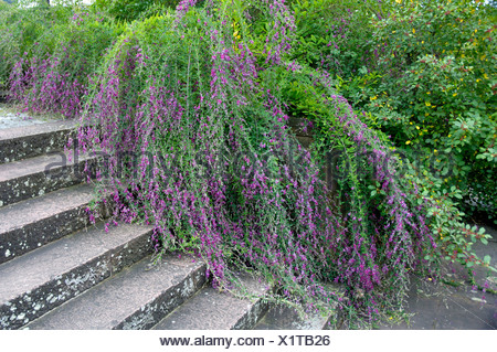 Bush clover (Lespedeza thunbergii), blooming, Germany Stock Photo ...