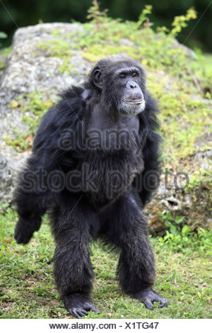 Chimpanzee (Pan troglodytes) standing upright with hands over its Stock ...