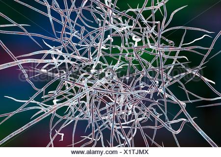 Nocardia bacteria, computer illustration. Gram-positive bacteria, one ...