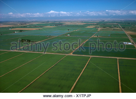 Agriculture - Aerial early growth rice fields / Sacramento Valley ...