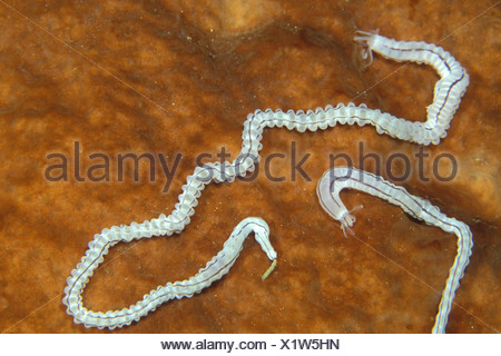 White Snake Sea Cucumber on Barrel Sponge, Synaptula sp Stock Photo ...