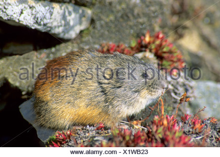 Brown lemming (Lemmus sibiricus) resting at the mouth of its burrow ...