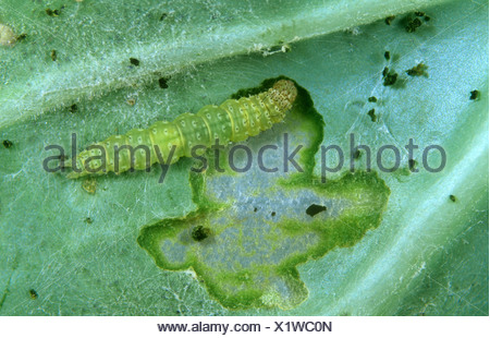 Diamondback moth Plutella xylostella caterpillar feeding on a cabbage ...