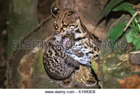Margay Cat, leopardus wiedi, Mother carrying Cub Stock Photo - Alamy