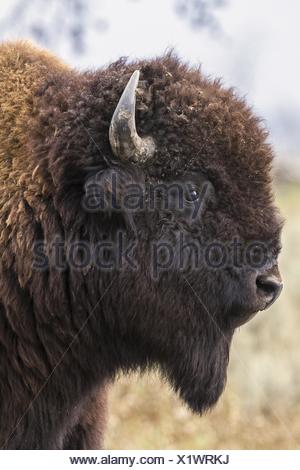 American Bison Buffalo side profile Stock Photo - Alamy