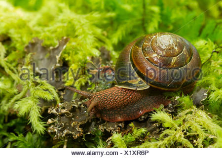 Pacific Sideband Snail, Monadenia fidelis, Clowholm Lake, Sunshine ...