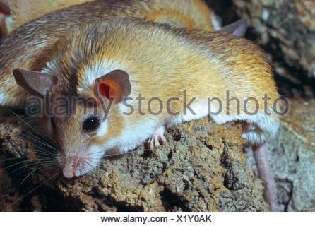 Egyptian Spiny Mice (Acomys cahirinus cahirinus). Side and rear views ...
