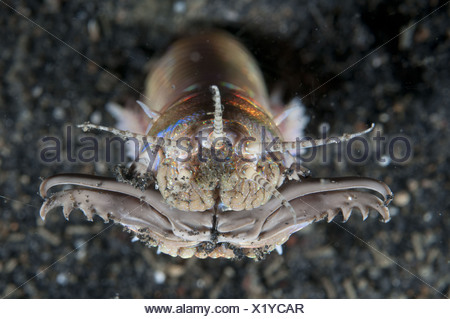 Bobbit Worm (Eunice aphroditois) adult, feeding on small worm, in Stock ...