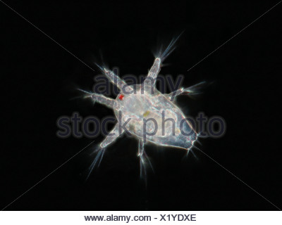 copepods (Copepoda), Nauplius larva of copepod in dark field Stock ...
