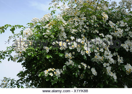 Rosa filipes "Kiftsgate" climbing rose drifting over ornamental Stock ...